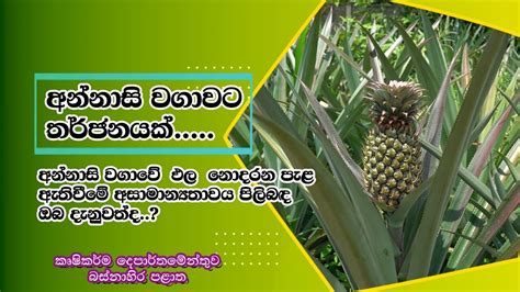 අන්නාසි වගාවේ ඵල නොදරන පැල ඇතිවීම Youtube