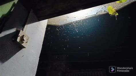 खेतों के सारे मच्छर आए गांव में 😱दूध पीना बंद क्यों किया 🤔 कहां जाता है