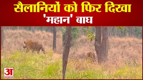 Great Tiger Seen By Tourists Again In Bandhavgarh Tiger Reserve Video