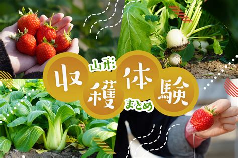 2025年冬の山形で楽しめるおすすめのいちご狩り冬野菜収穫体験3選