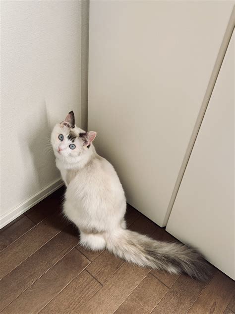 Lixil（リクシル）公式 On Twitter Lineスタンプのモデル猫ちゃん募集中🐈／ あなたの猫ちゃんがかわいいlineスタンプ