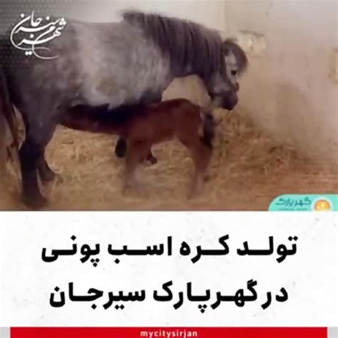 تولد کره اسب پونی در گهرپارک سیرجان