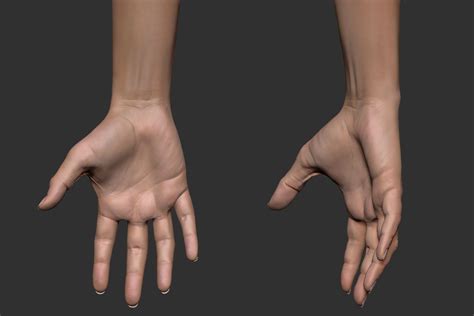 Realistic Female Arm 3d Model 99 Max Ma Ztl Fbx Obj Free3d
