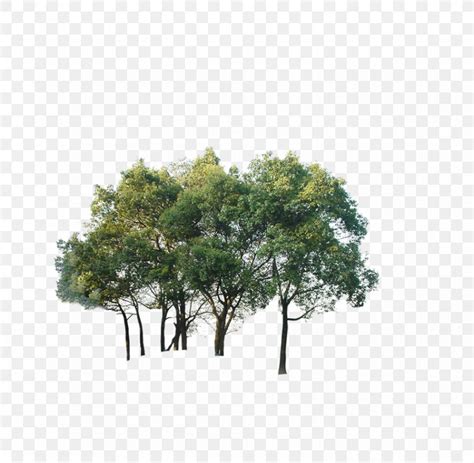 Tree Watermark Download PNG X Px Tree Branch Google Images Grass Leaf Download Free