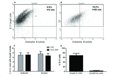 Granzyme B Is Incorporated Into Target Cells But Show Scarce Killing