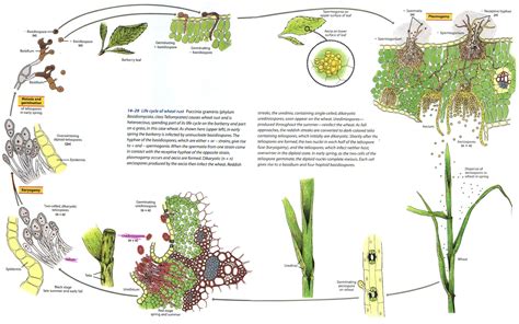 Wheat Rust Life Cycle Fungi Green Garden Biology