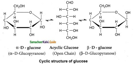 Samacheer Kalvi 12th Chemistry Guide Chapter 14 Biomolecules Tn Board