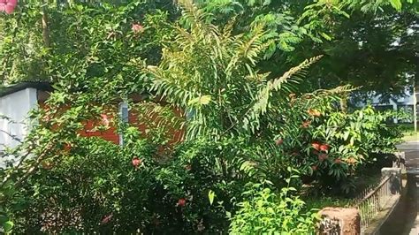 ফুলে ফুলে ভরে গেছে গাছ কি মনোরম দৃশ্য Viral Garden Viral Utubeshorts