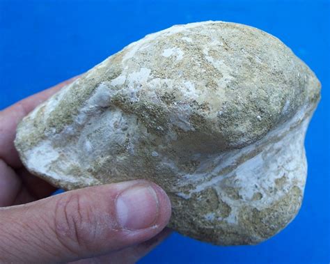 Paleoscene Pelecypod Fossils