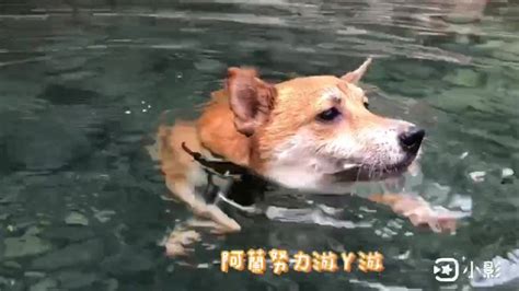 阿蘭花語🐶： 阿蘭有朋友來訪，特地從宜蘭下內門來外帶我出門，讓阿蘭出門活動曬曬太陽🌞泡泡水，也順便複習一下狗爬式怎麼游🤟 阿蘭小叮嚀🔔： 最近