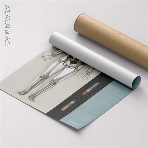 Système Squelettique Educaredesign