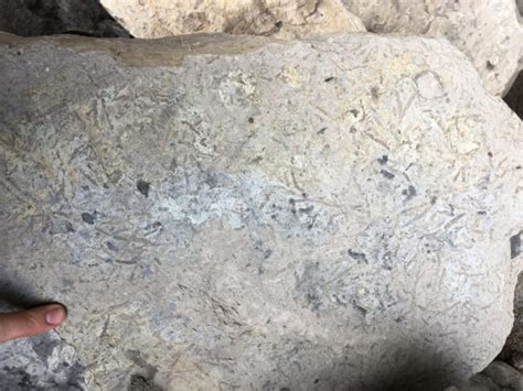 Ichnofossils