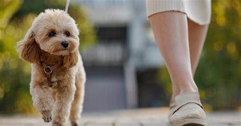 강아지 산책할 때 ‘이것 못 핥게 하세요 납 중독 위험 멍멍냥냥