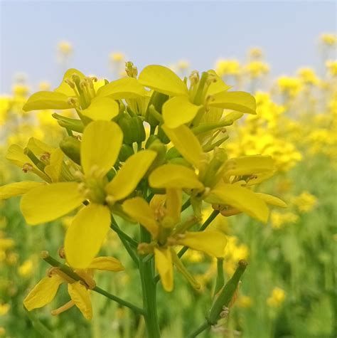 খানসামার হট নিউজ Lalmonirhat