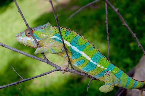 Care Feeding Chromatic Chameleons