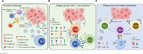 Figure 2 From The Role Of B 1 Cells In Cancer Progression And Anti Tumor Immunity Semantic Scholar