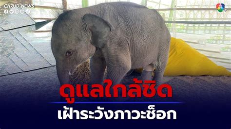 ข่าวอัปเดตอาการป่วย “ตุลา” ไม่พบอาการลิ้นบวม ขาขวายังอักเสบ เฝ้าระวัง