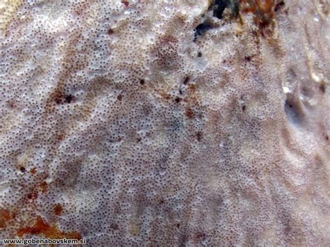 Hypomyces Lateritius Gobe Na Bovškem