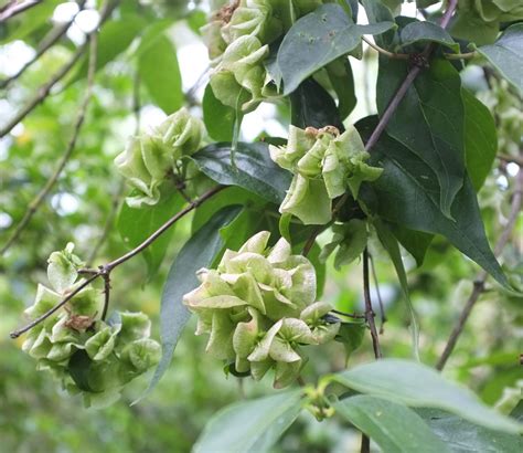 Dipelta Floribunda Trees And Shrubs Online