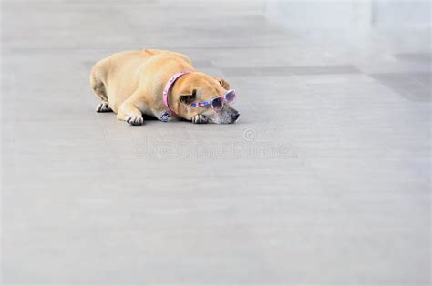 Hond Met Zonnebril Stock Foto Image Of Hond Glazen 38524102