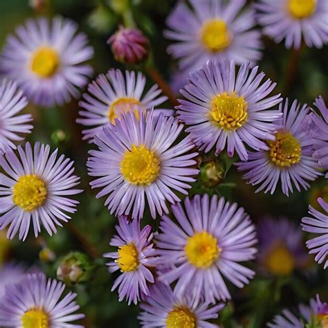Premium Photo Small Aster Flower For Wallpaper Genarated By Ai