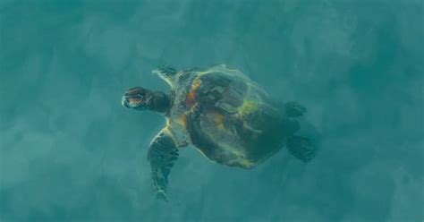 Australian Flatback Sea Turtle Ascends To Surface To Breathe At Mission