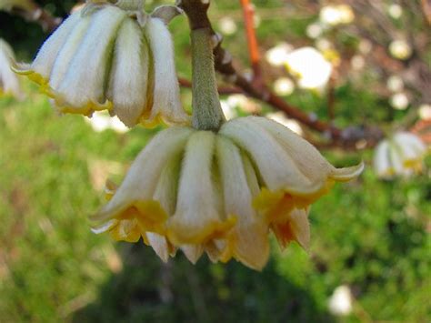 ミツマタトサミズキアセビアケボノアセビ 花と葉っぱ