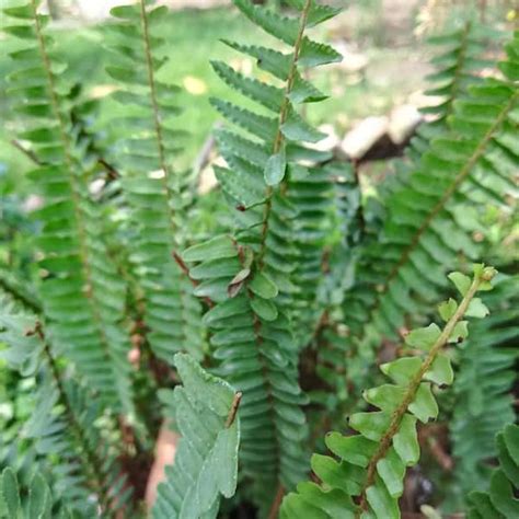 Van Zyverden Green Foliage Woodland Plant Christmas Fern 3 Pack 83711