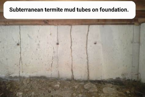1 Proven Termites Pest Control And Termite Treatment In Ma
