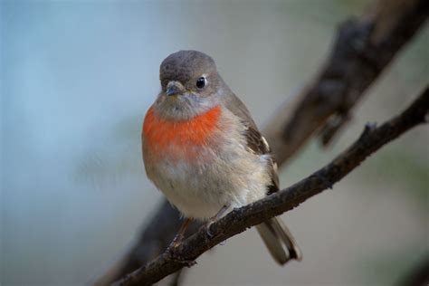 Female Scarlet Robin In Wildlife Photography By David Jenkins