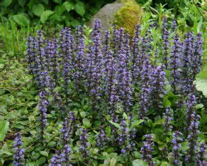 12 Ground Cover Plants To Grow In Massachusetts