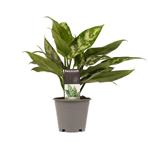Aglaonema Maria - 40 cm
