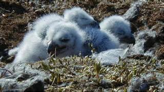 Fun To Be Bad Snowy Owls Soar South From Arctic In Rare Mass Migration