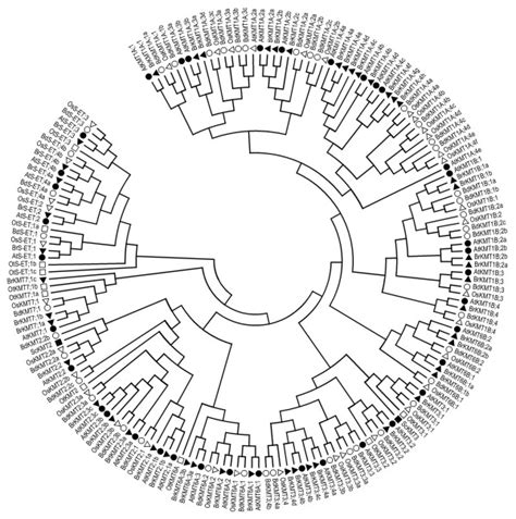Phylogenetic Tree Of Set Domain Proteins The Set Domain Sequences Of