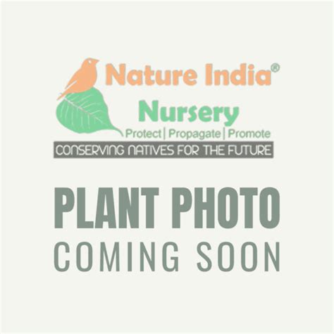 Buy Callicarpa Macrophylla Plant In Bulk Online Nature India Nursery