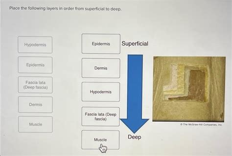 Solved Place The Following Layers In Order From Superficial Chegg