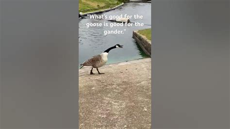 “whats Good For The Goose Is Good For The Gander” Youtube