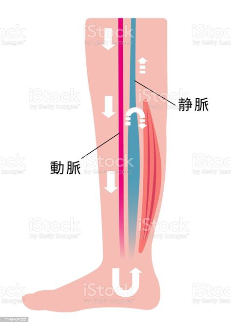 다리의 붓기 0명에 대한 스톡 벡터 아트 및 기타 이미지 Istock