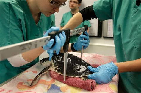 Las Fotos Del Rescate De Las Tortugas Marinas Que Quedan Atrapadas En