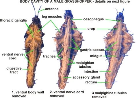 Grasshopper Anatomy Trachea Thoracic Cavities Biology Atlas