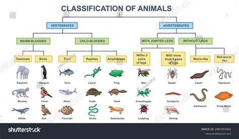133 Classification Bird Stock Vectors And Vector Art Shutterstock