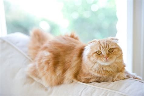 Fluffy Cat Breeds That Are Perfect For Snuggling Readers Digest