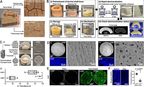 Figure 1 From Collagen Structures Of Demineralized Bone Paper Direct
