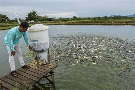 Pemberian Pakan Ikan Gunakan Alat Otomatis Efeeder Antara Foto