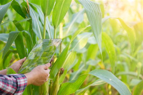 스마트 농업을 위해 디지털 태블릿을 사용하는 옥수수 밭의 농부 스마트팜 시스템 혁신기술 농업경영 스마트 농업 현대 농업 사업의 개념 곡초류에 대한 스톡 사진 및 기타 이미지