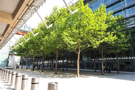 Tree Anchoring With Anchors Platipus Anchors Earth Anchoring Systems