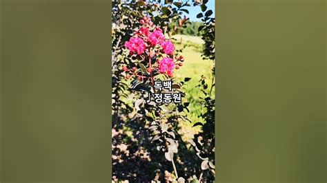 눈물을 뚝뚝 흘리게 만드는 슬픈 노래 정동원 독백 배롱나무꽃 Youtube