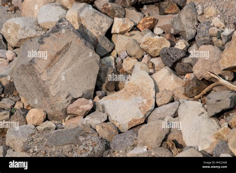 A Young American Pika Keeps An Eye Out For Predators On A Rocky Slope