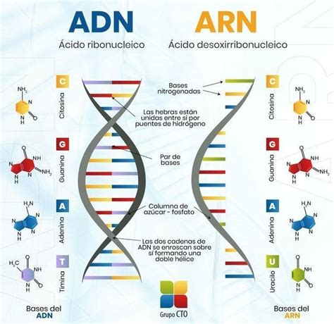 Escriba La Base Complementaria Para El Adn Y Arn De La Siguiente Secuencia De Bases Del Adn Escriba La Base Complementaria Para El Adn Y Arn De La Siguiente Secuencia De Bases Del Adn