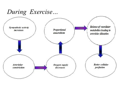 Cardiovascular Response To Exercise Avik Baxsu